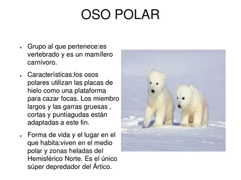 Características del oso polar - Sujeto