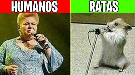 Comparación Entre Rata Y Humano Pdf - Sujeto