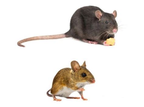 Cuál es la diferencia rata y ratón - Sujeto